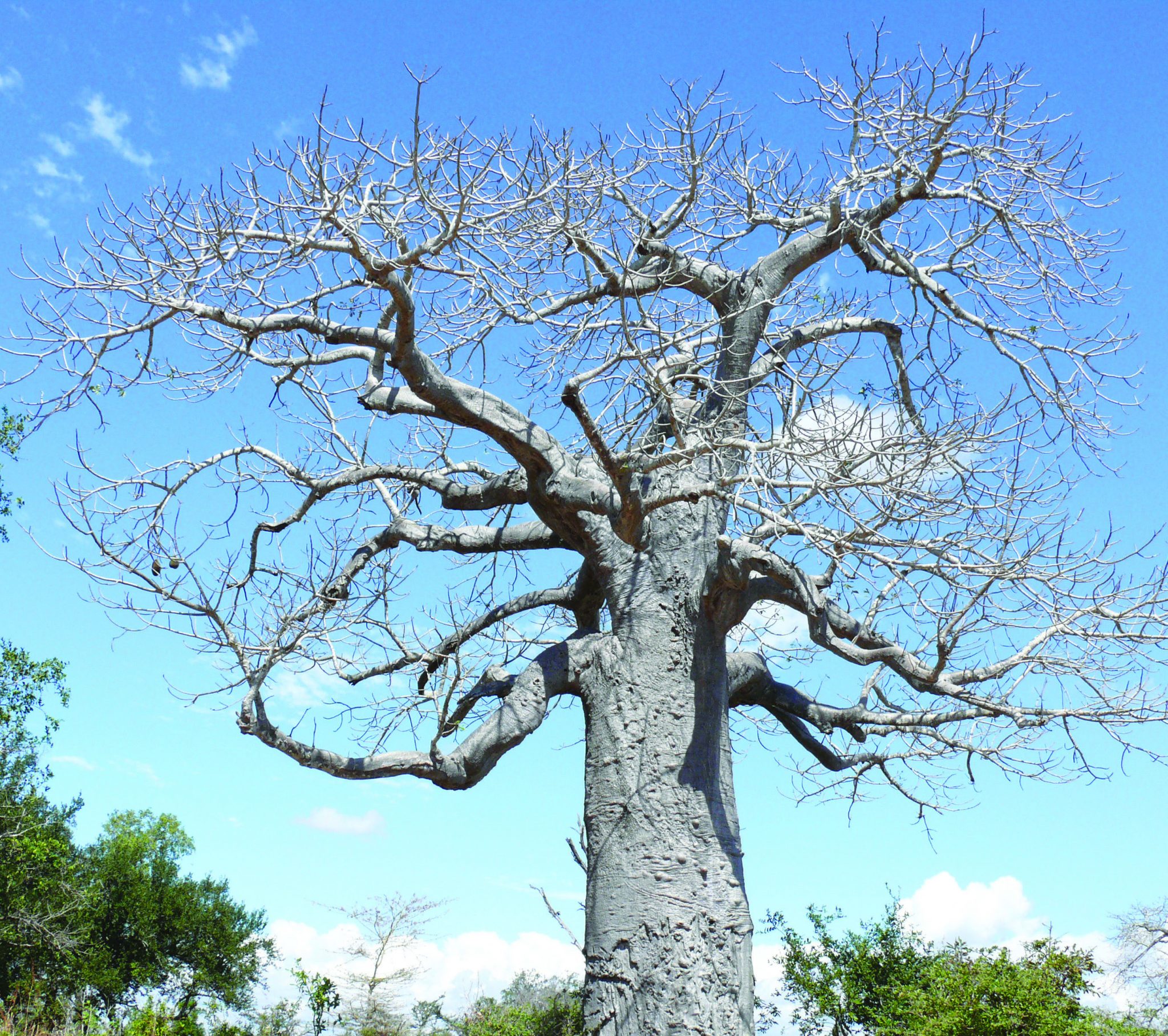baobab-volume-2-1-2048×1816-1 – Council on Foreign Relations Ghana